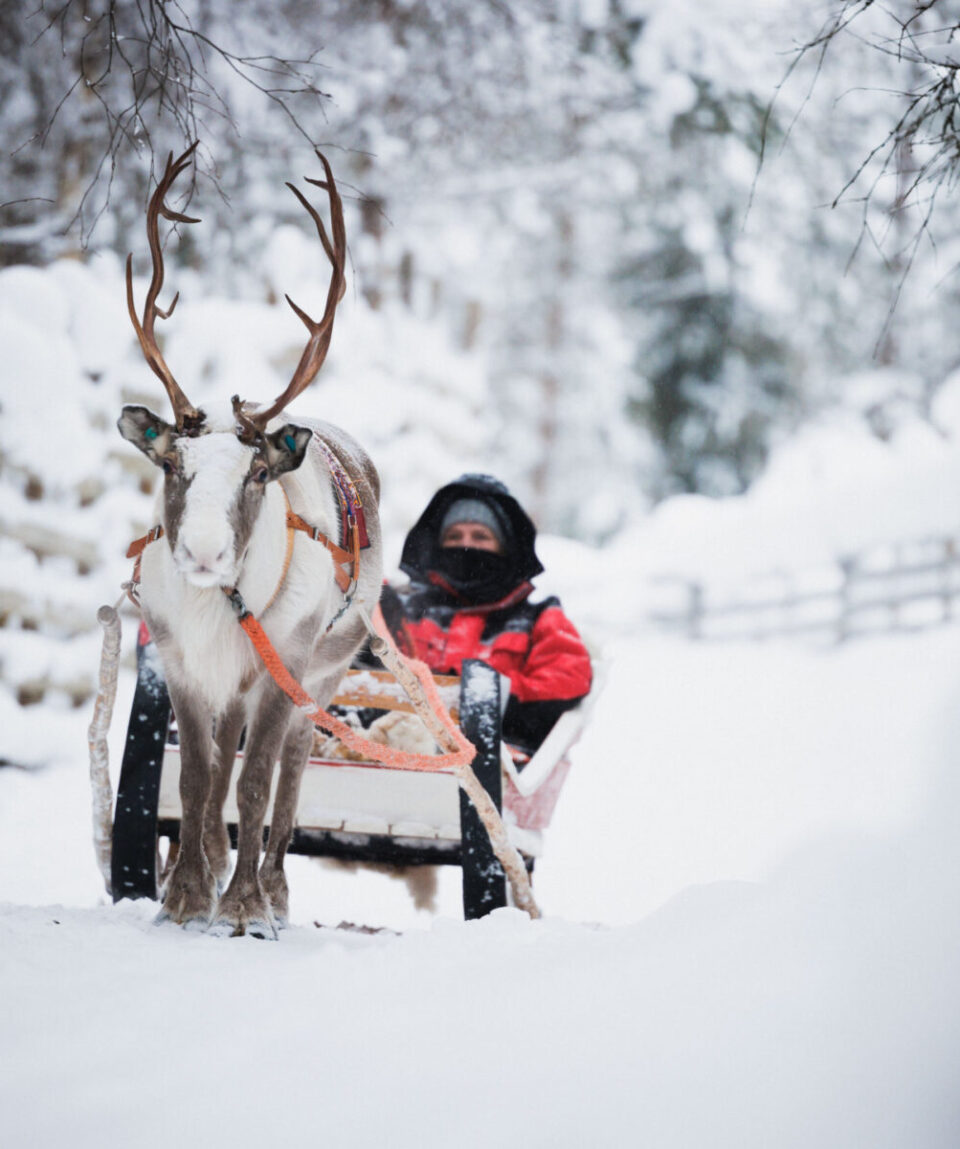 Snowmobile safari to Reindeer farm - Arctic Circle Snowmobile Park